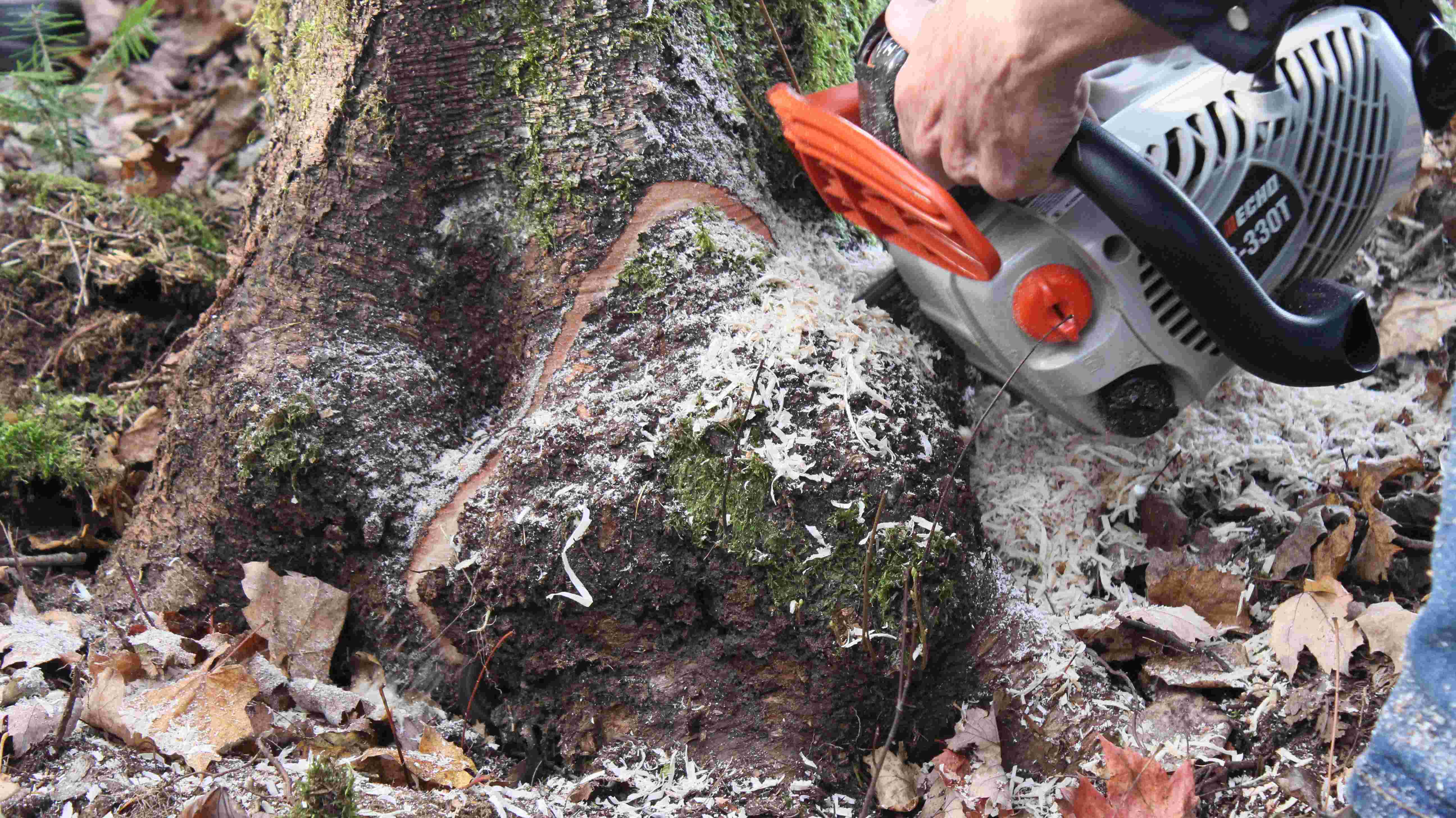 Scier cup - Traditions vivantes